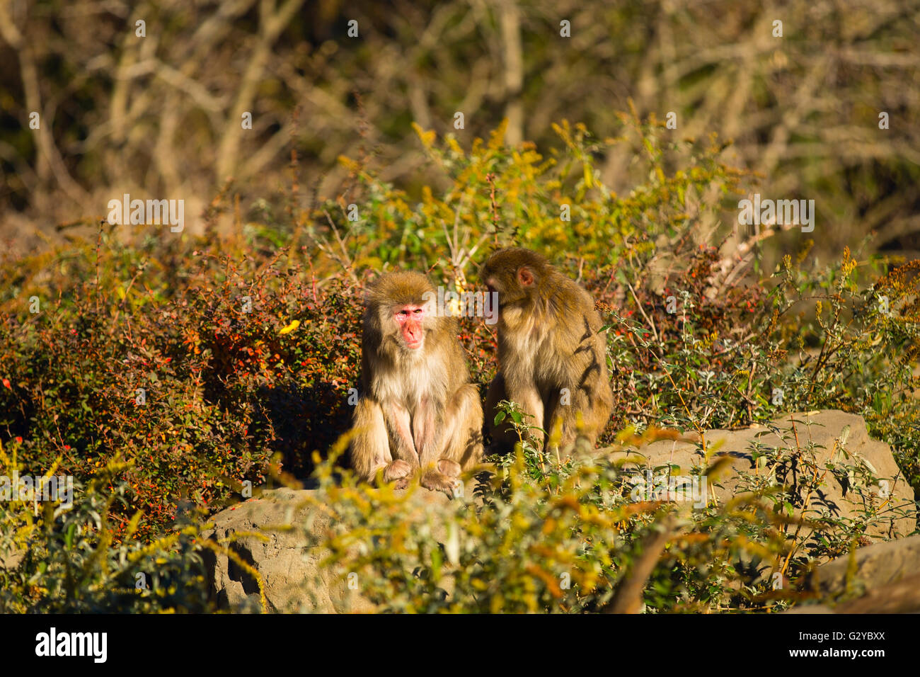 Two monkeys together hi-res stock photography and images - Alamy