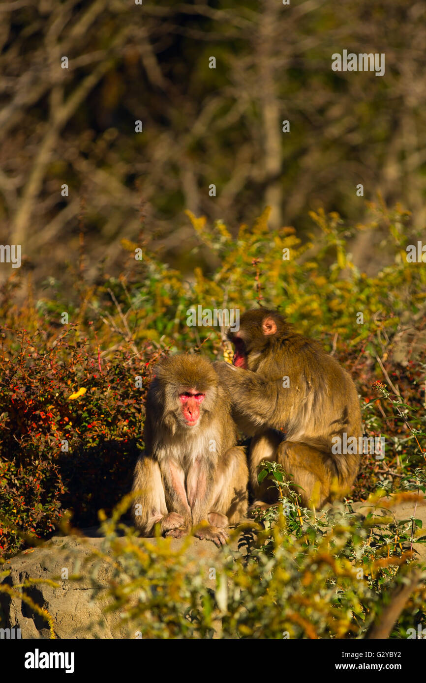 two monkeys combed each other's backs while sitting in the park Stock ...