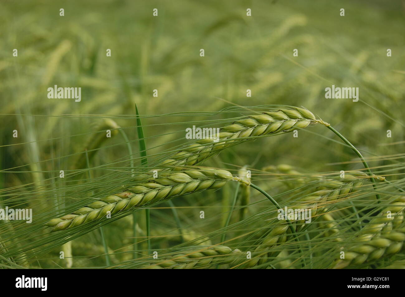 Wheat detail hi-res stock photography and images - Alamy