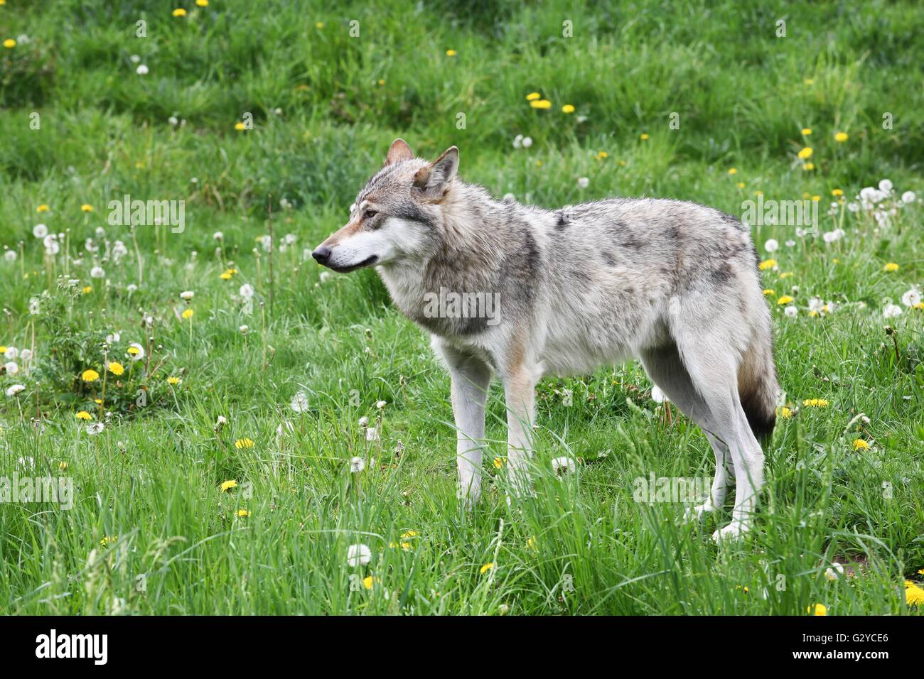 Wolf in the nature Stock Photo - Alamy