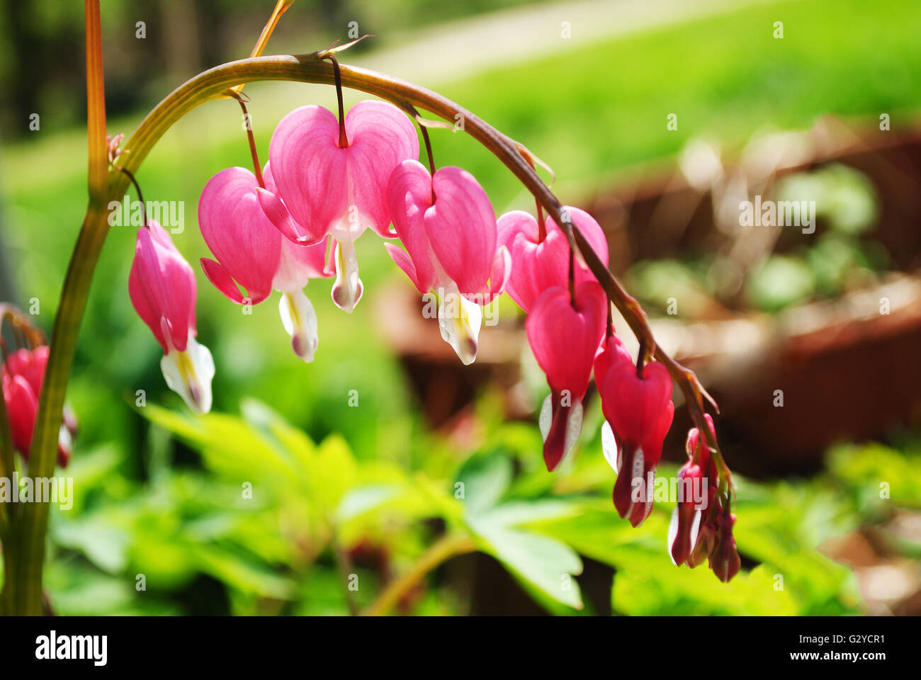 A Bleeding Heart Plant Blooming in Early Spring Stock Photo - Alamy