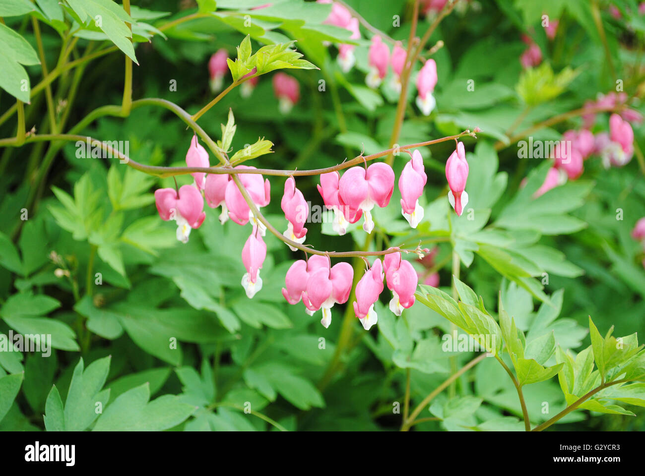 A Bleeding Heart Plant Blooming in Early Spring Stock Photo - Alamy