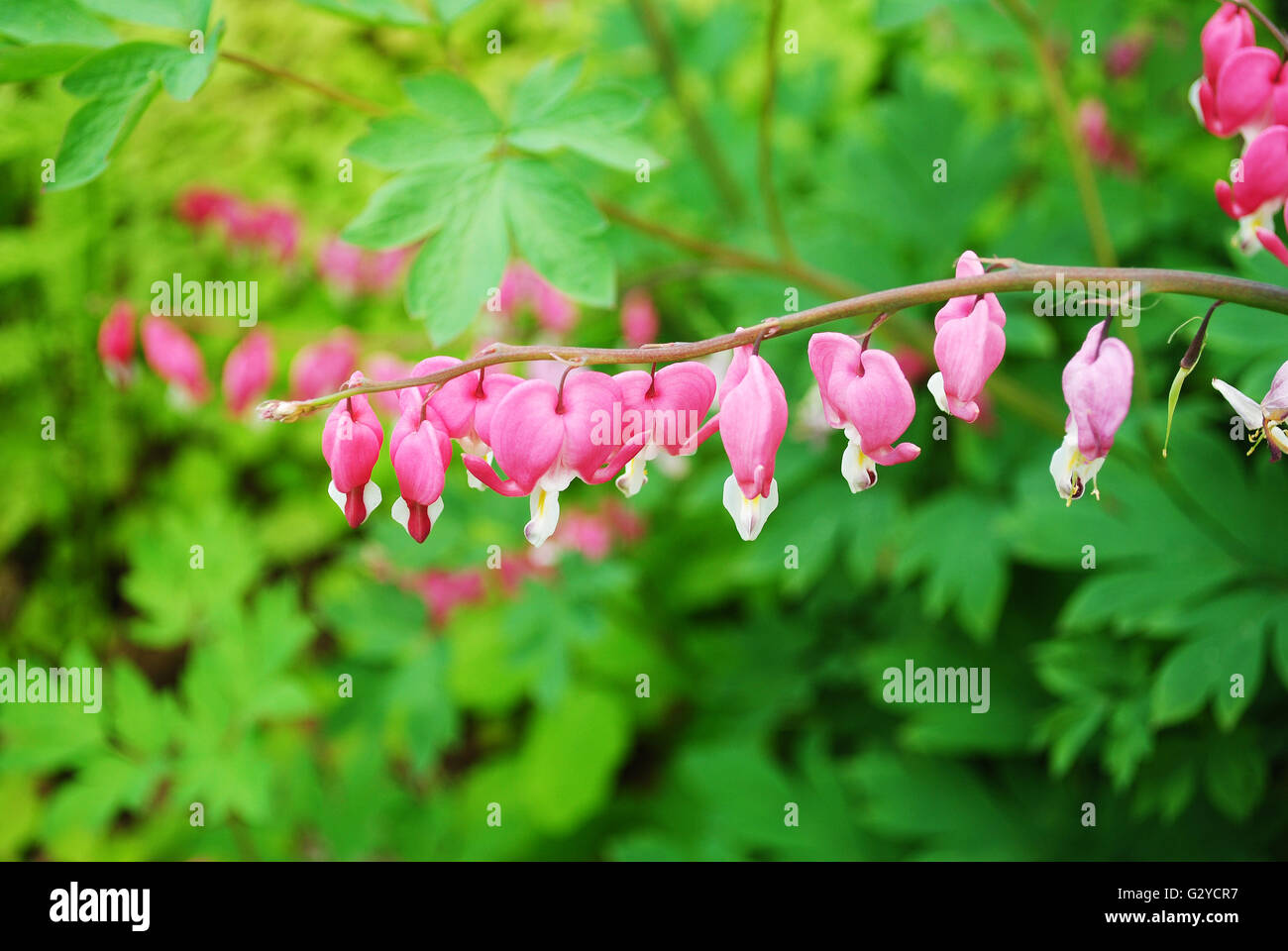 A Bleeding Heart Plant Blooming in Early Spring Stock Photo - Alamy