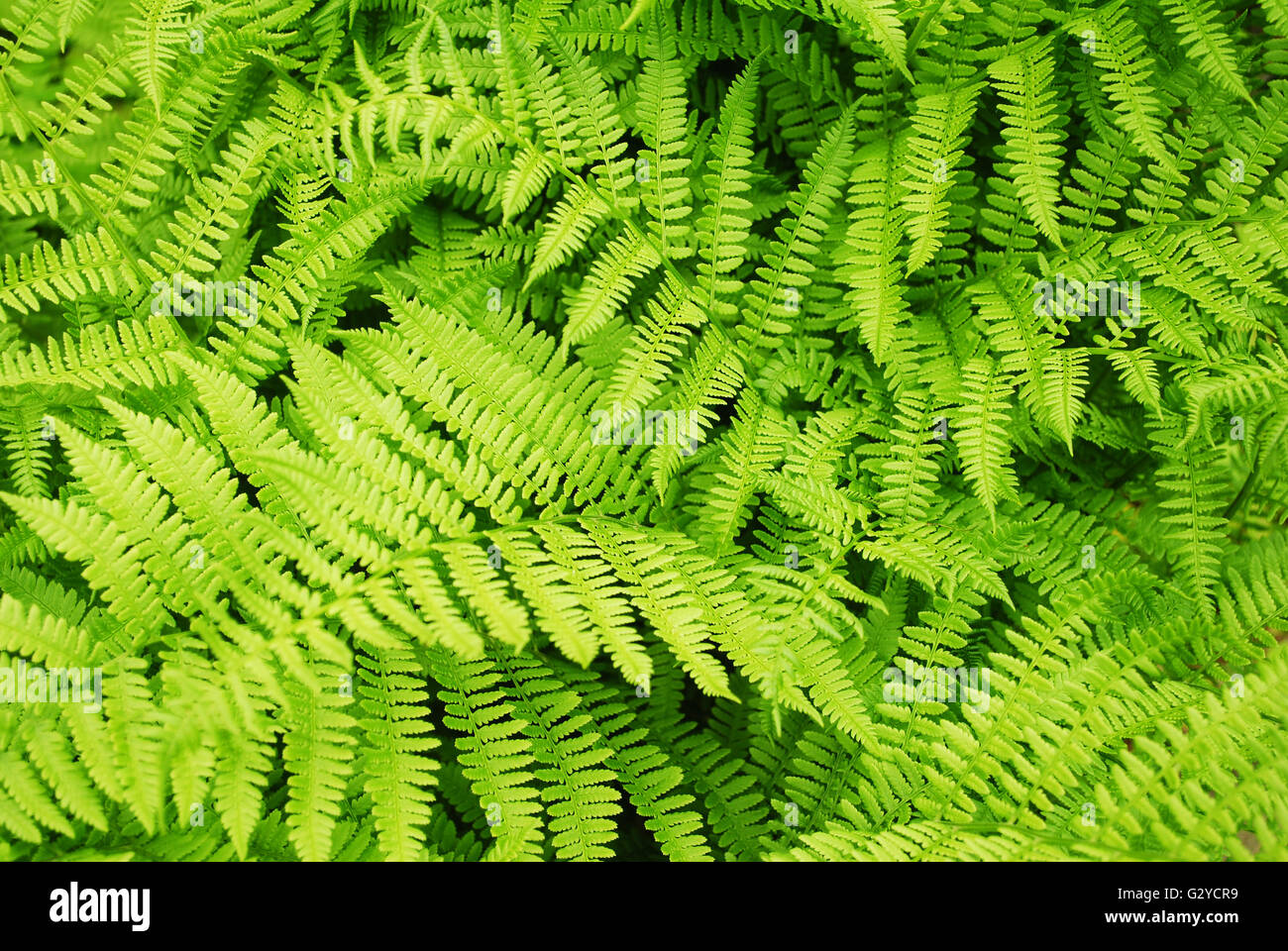Background of a Green Summer Fern Stock Photo - Alamy