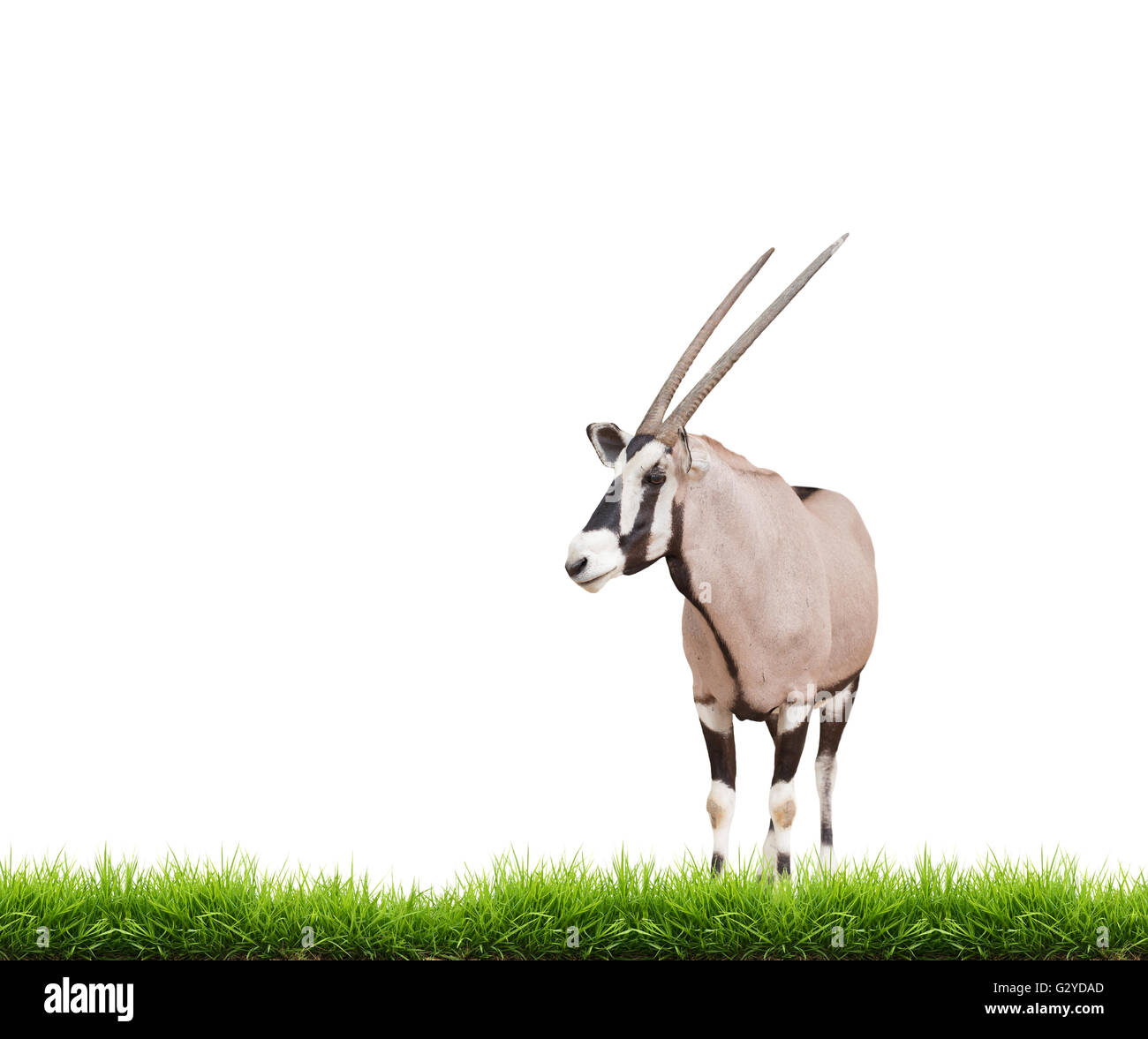 gemsbok or oryx gazella with green grass isolated on white background ...
