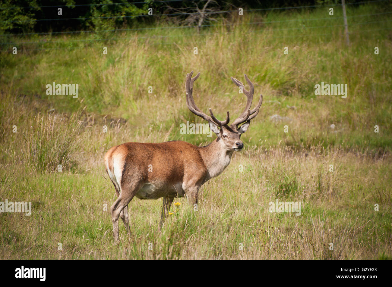 Red stag highlands hi-res stock photography and images - Alamy