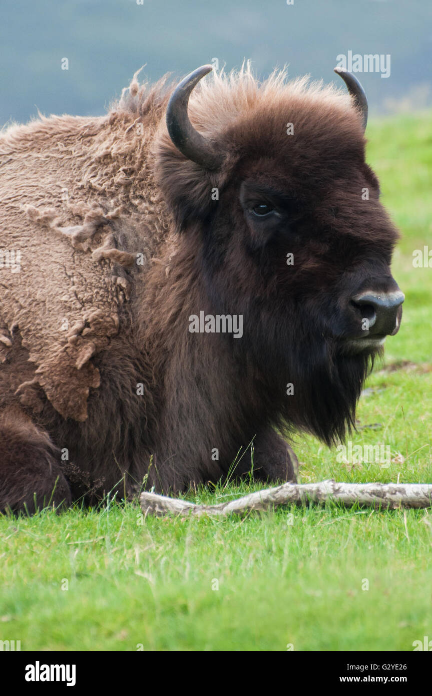 Wild bison profile Stock Photo - Alamy