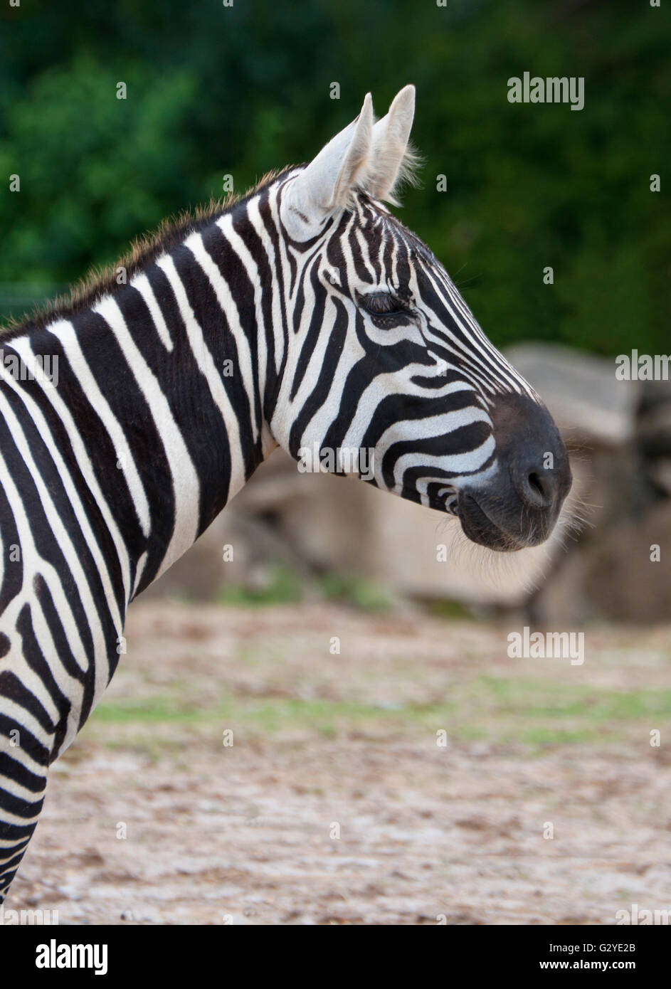 Zebra profile hi-res stock photography and images - Alamy