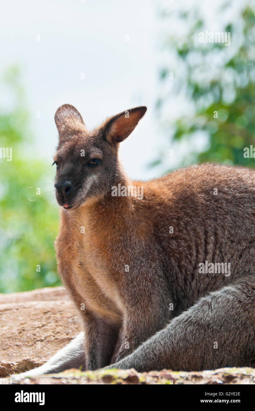 Cute Australian Wallaby in the midday sun Stock Photo - Alamy