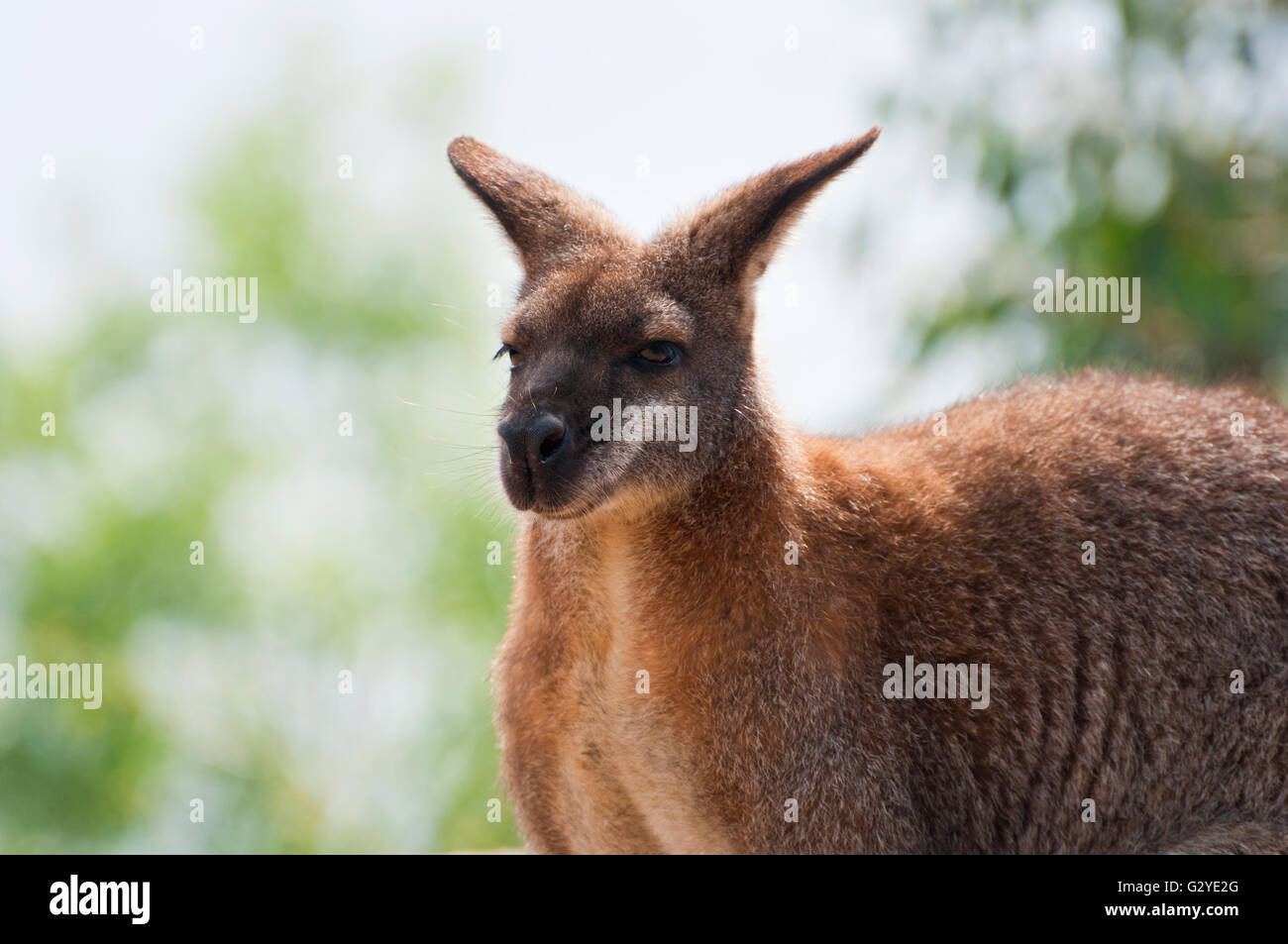 Wallaby hopping hi-res stock photography and images - Alamy