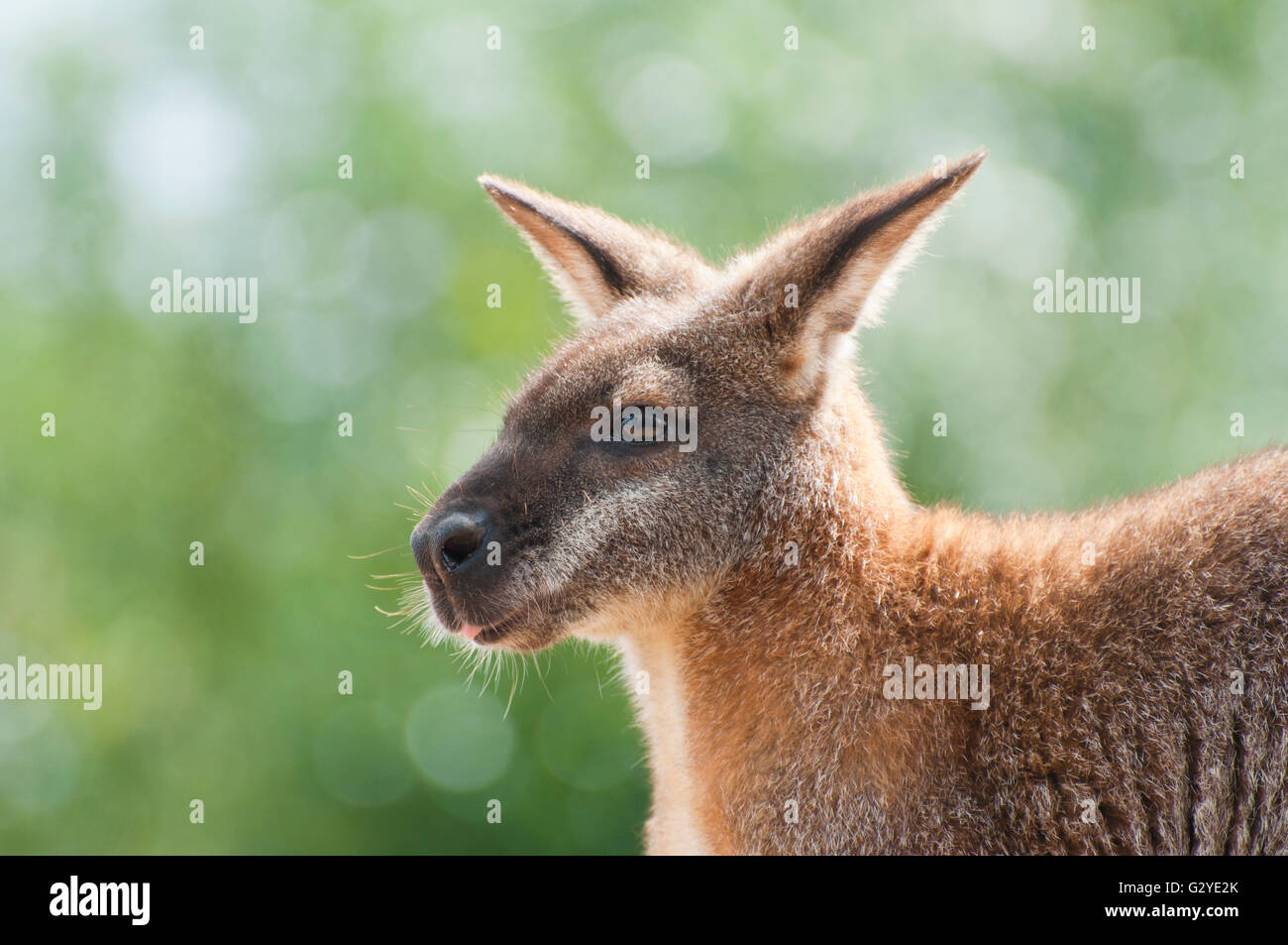 Wallaby hopping hi-res stock photography and images - Alamy