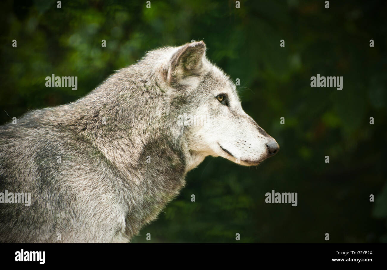 Wild wolf profile Stock Photo - Alamy