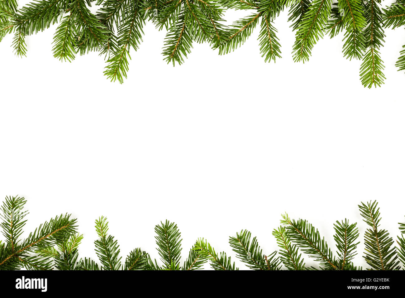 Fir tree isolated border design Stock Photo - Alamy