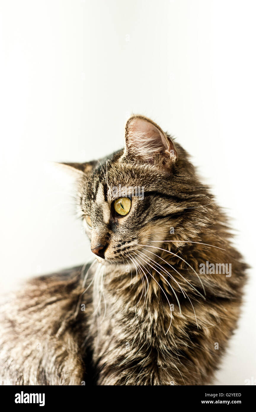 crossbreed cat portrait Stock Photo - Alamy