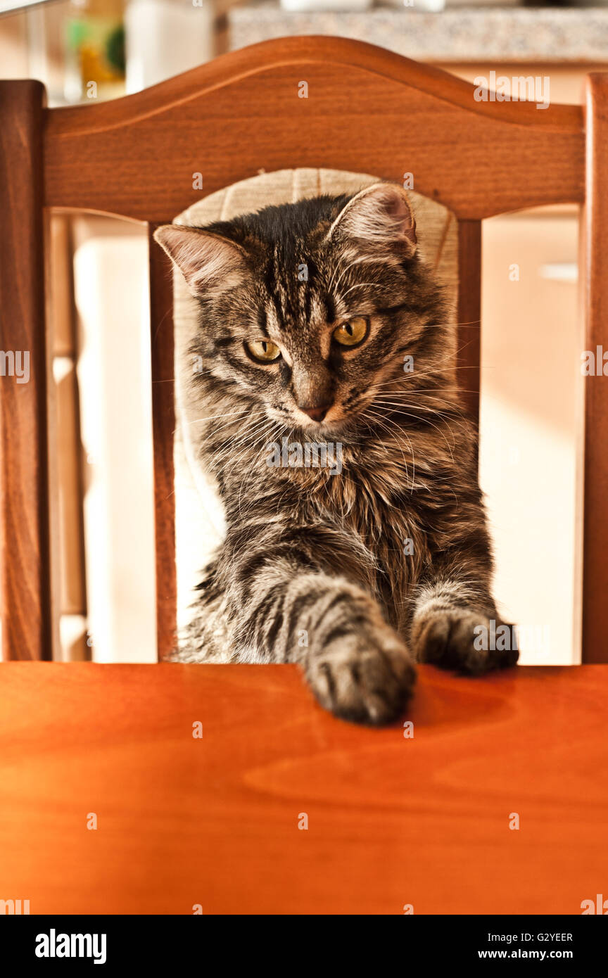 Funny cat sitting table hi-res stock photography and images - Alamy