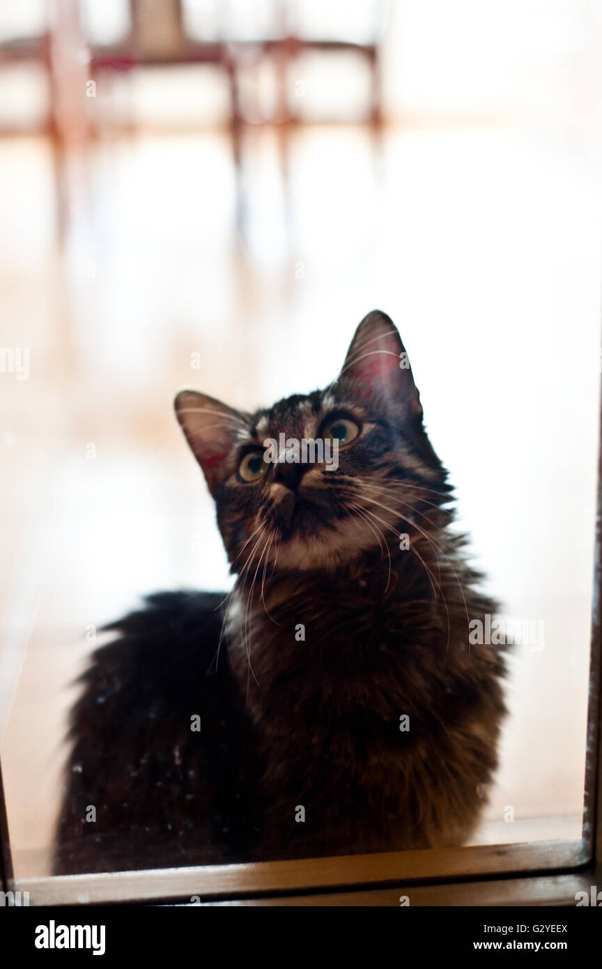 Tabby cat behind glass door hi-res stock photography and images - Alamy