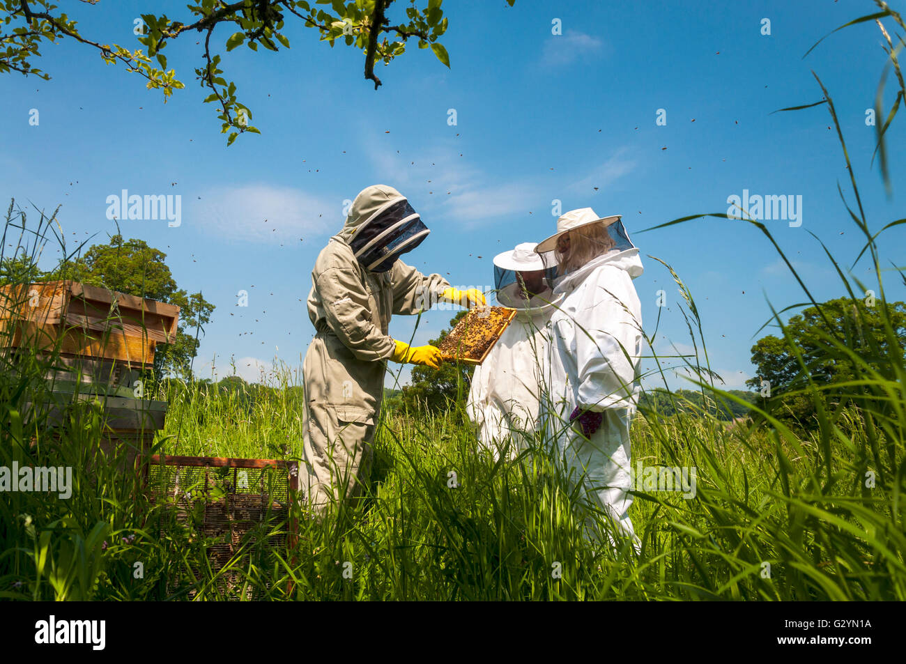 Bathampton meadows, Bath, Somerset, UK. 5th June 2016. As part of The ...
