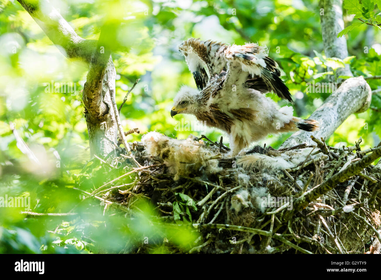 A four week old red kite chick is exploring its next in the local ...