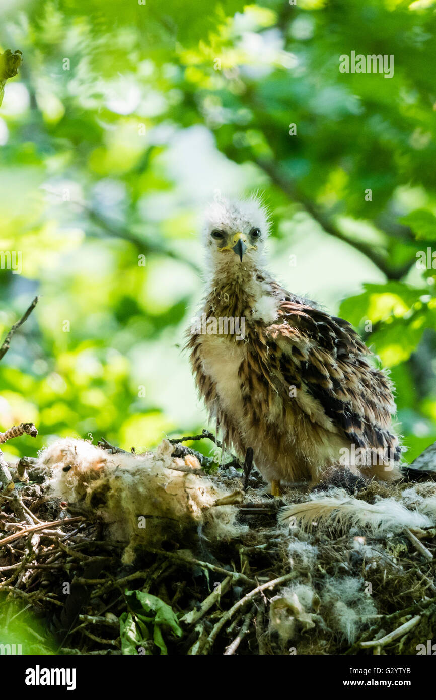A four week old red kite chick is exploring its next in the local ...