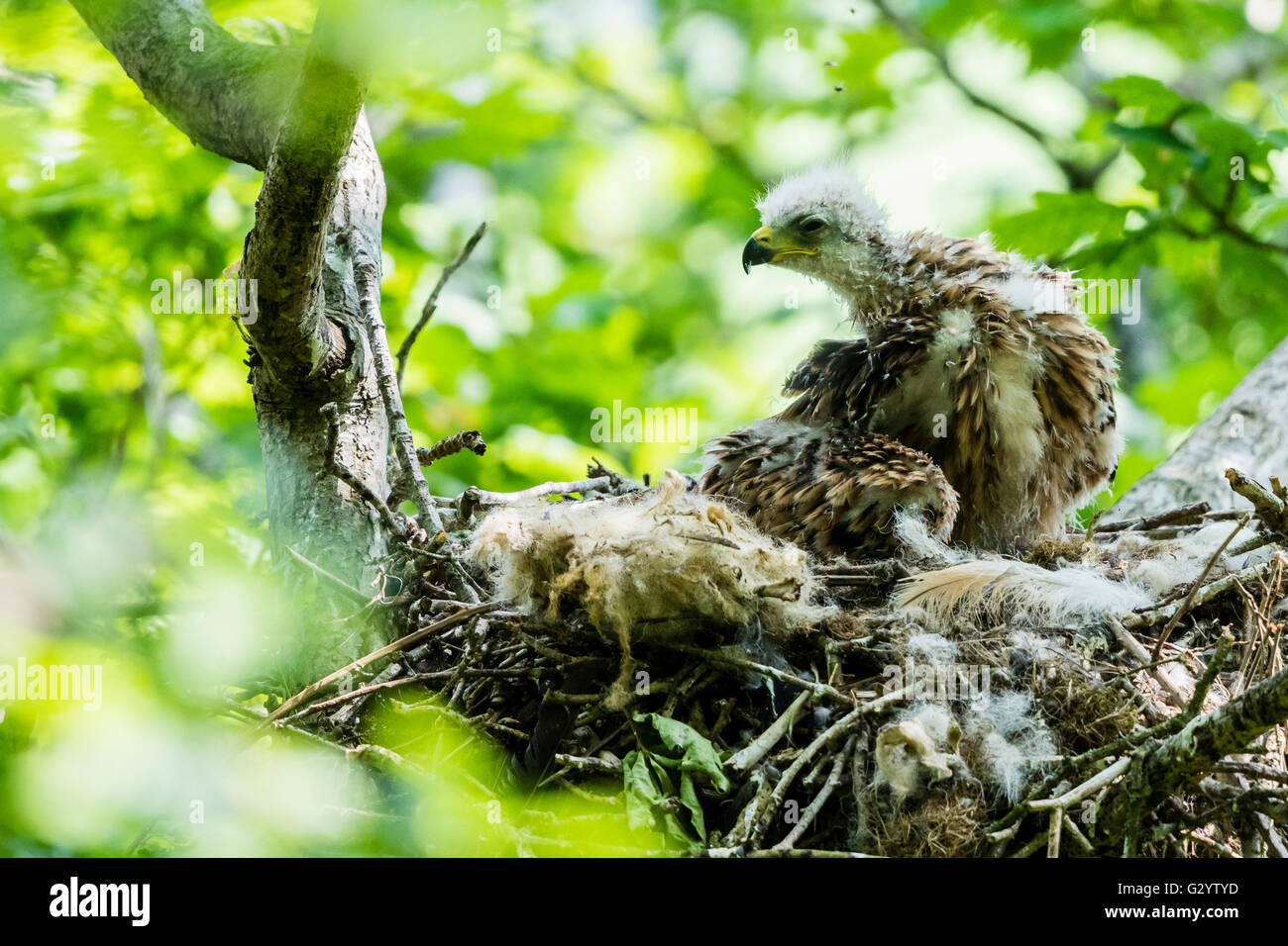 A four week old red kite chick is exploring its next in the local ...