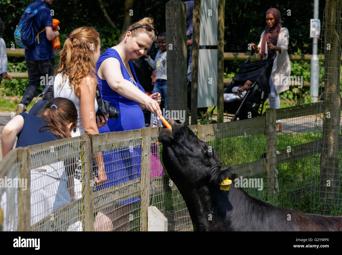 People enjoying sunny weather at Mudchute Farm, London England United ...