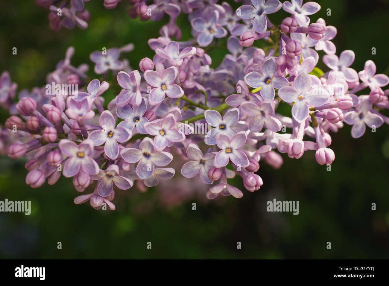Branch with spring lilac flowers Stock Photo - Alamy