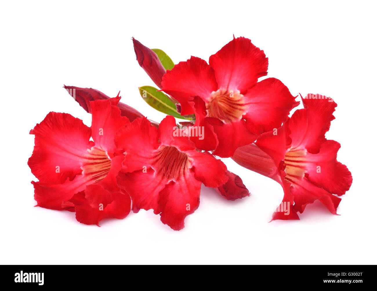 azalea flowers isolated on white background Stock Photo - Alamy