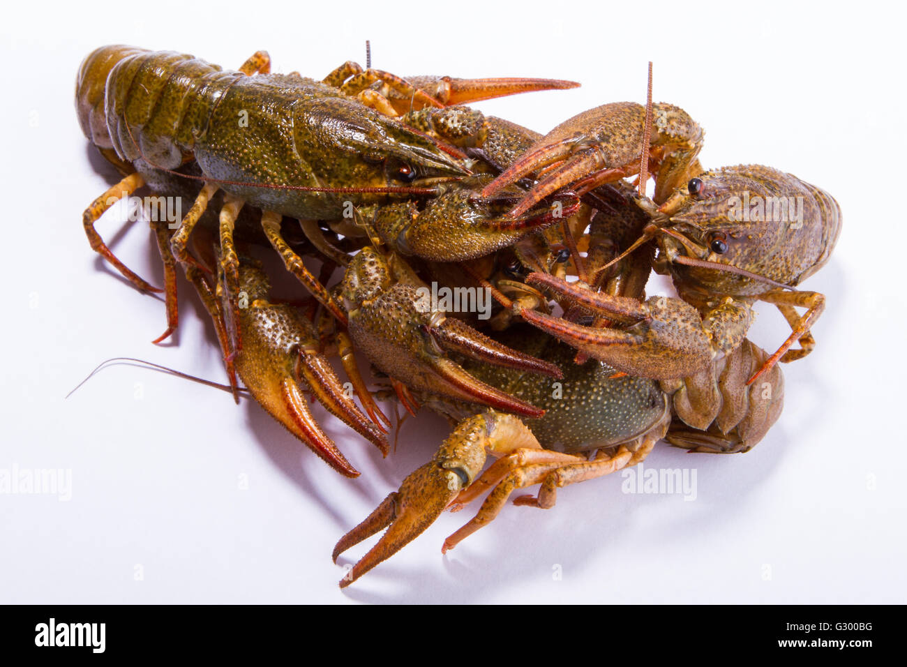 Crayfish on a white background. Crayfish isolated on white Stock Photo ...