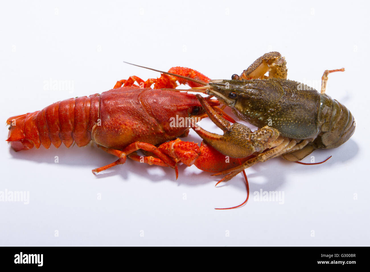 Crayfish on a white background. Crayfish isolated on white Stock Photo ... Crayfish on a white background. Crayfish isolated on white Stock Photo ...