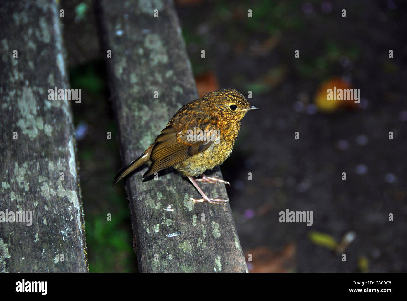 Baby robin and uk hi-res stock photography and images - Alamy
