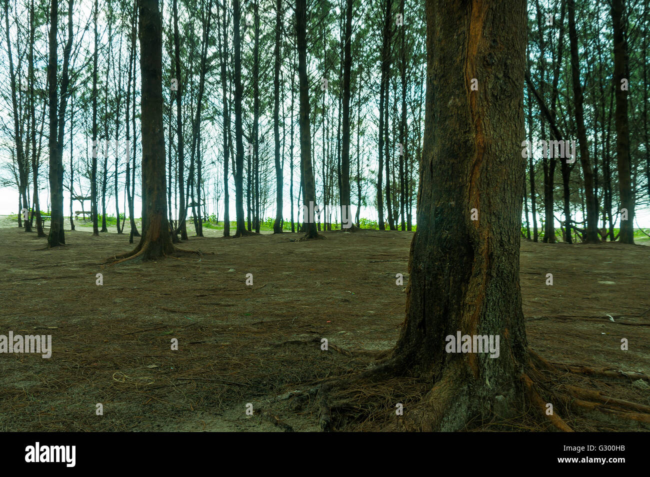 Tree in the Forest Stock Photo - Alamy