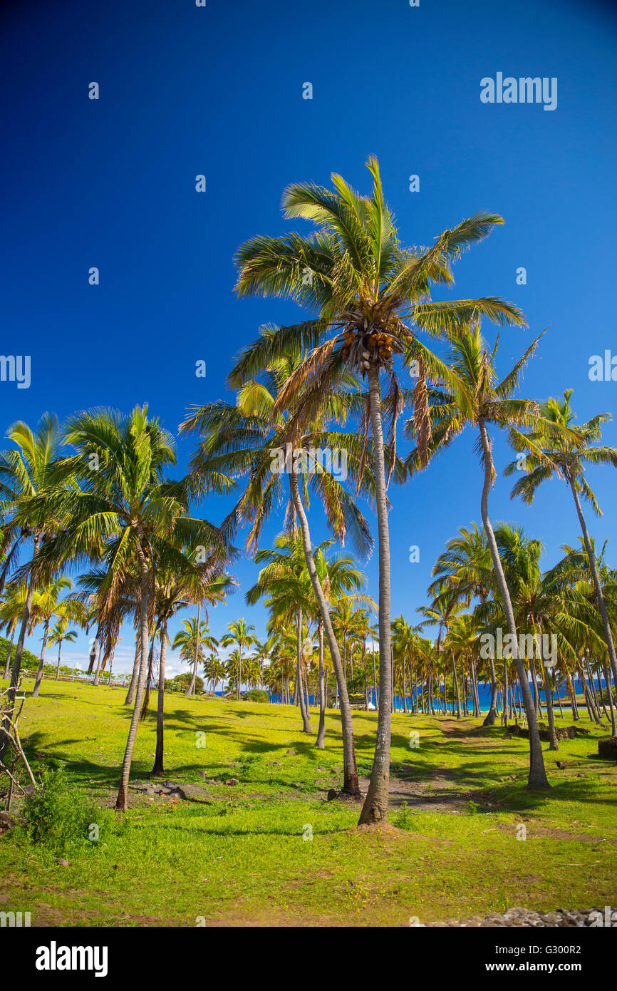 palms on the beach of Easter Island. sunny weather Stock Photo - Alamy