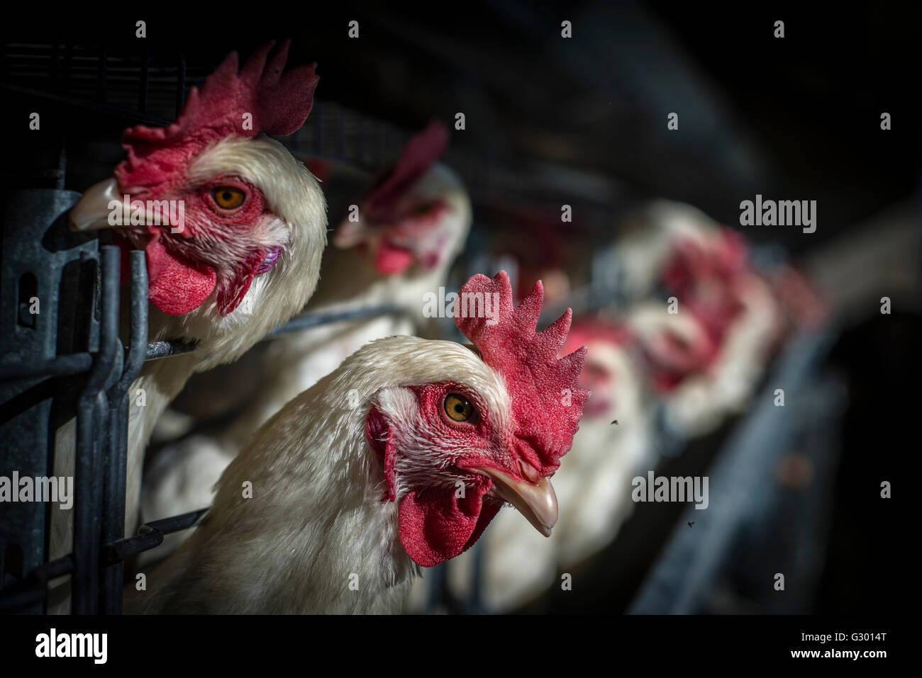 Chicken coop africa hi-res stock photography and images - Alamy