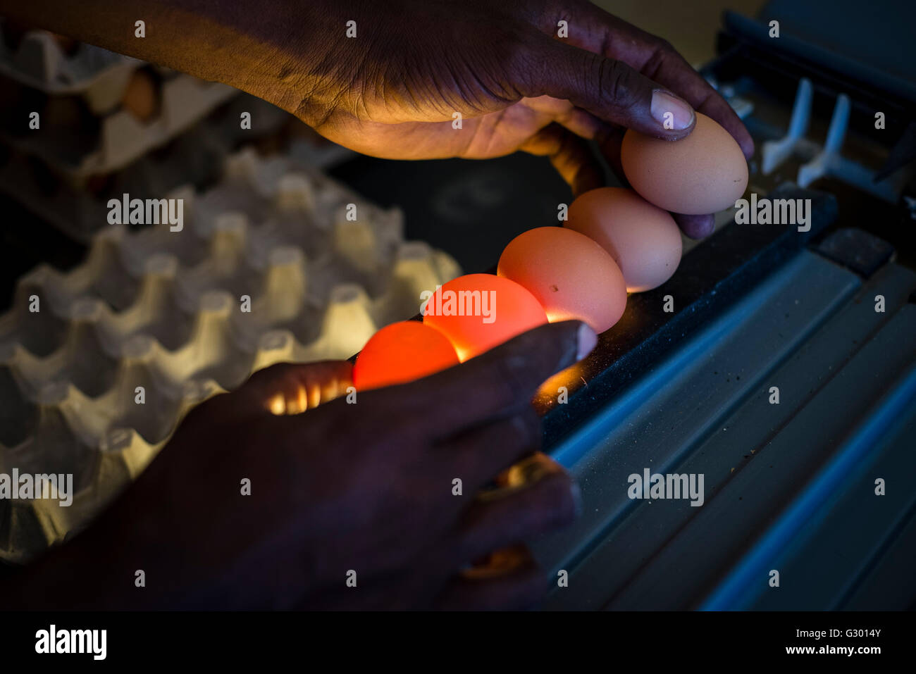 Candling eggs hi-res stock photography and images - Alamy