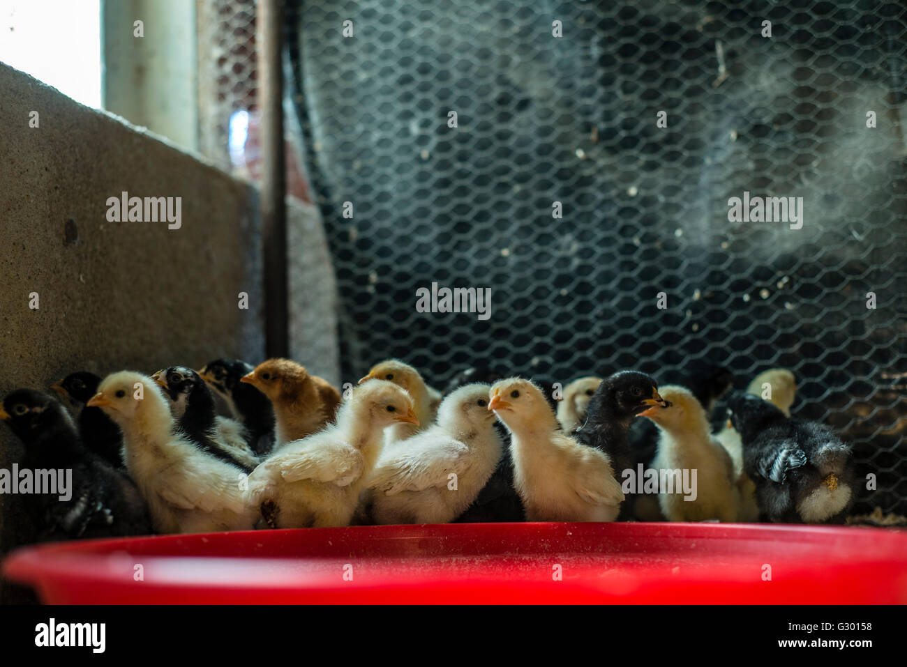 Farmer africa chicken hi-res stock photography and images - Alamy