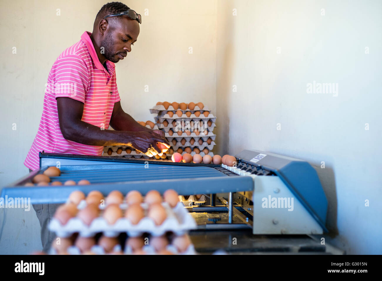 Farmworker making candling in a special sorting machine in the Neudamm ...