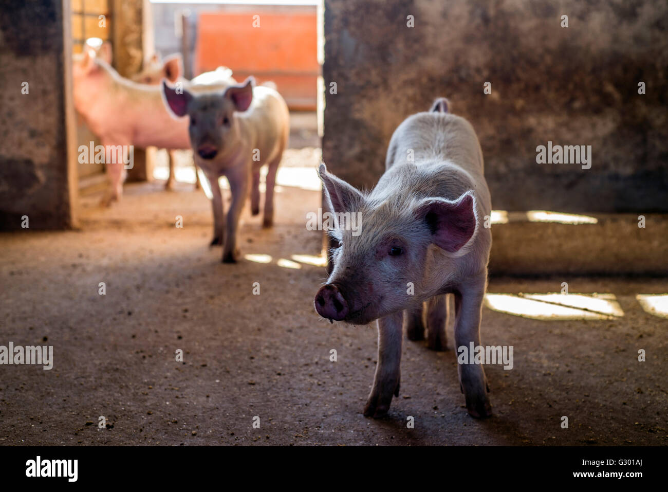 Pigs in the Neudamm farm, Namibia. There are 100 pigs in the farm ...