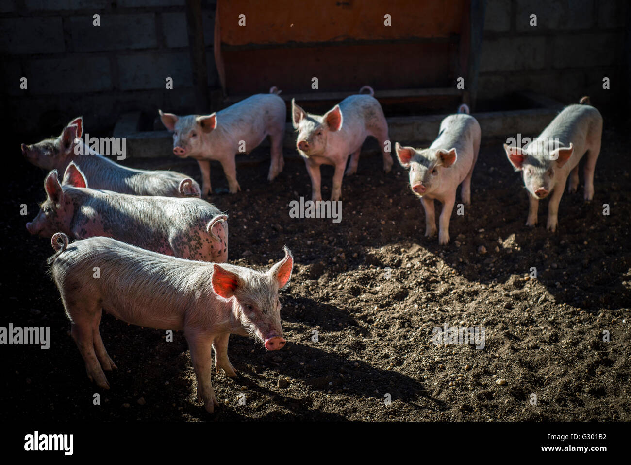 Pig farming africa hi-res stock photography and images - Alamy
