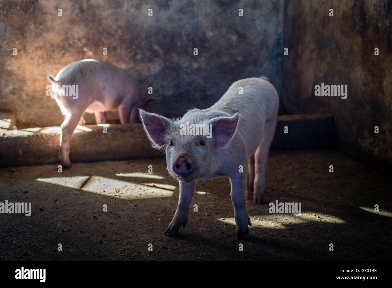 Pig farming africa hi-res stock photography and images - Alamy