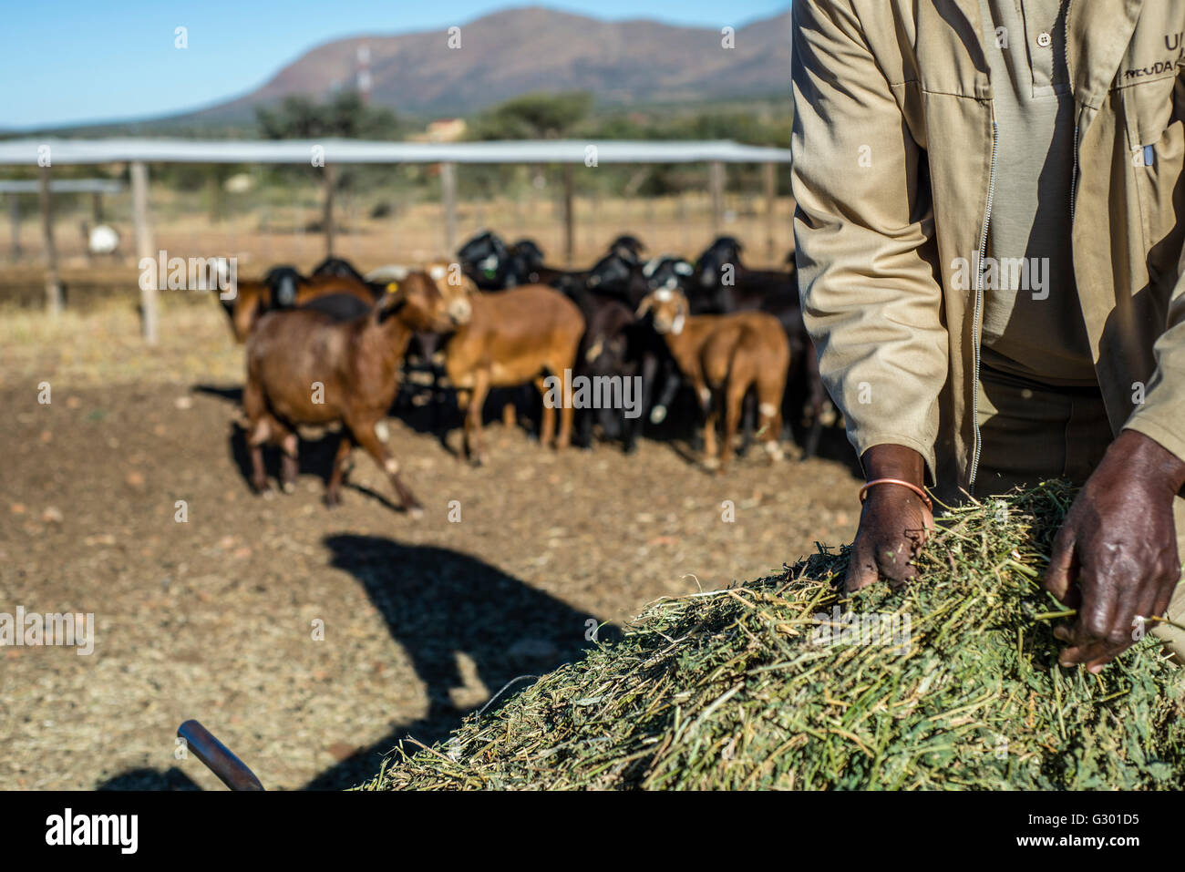 Namibia windhoek farm hi-res stock photography and images - Alamy