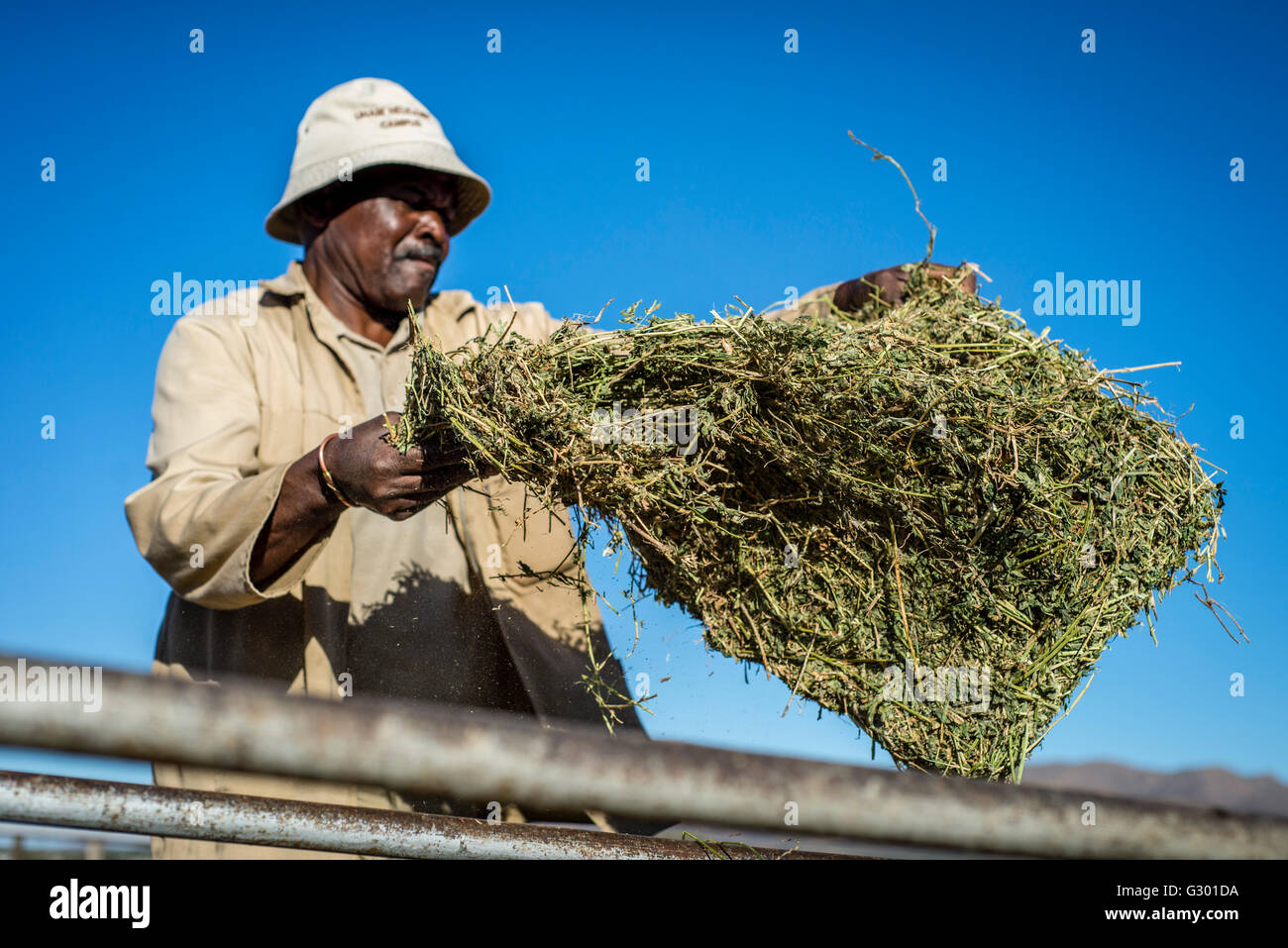 Feeding goats in the Neudamm farm, Namibia Stock Photo - Alamy