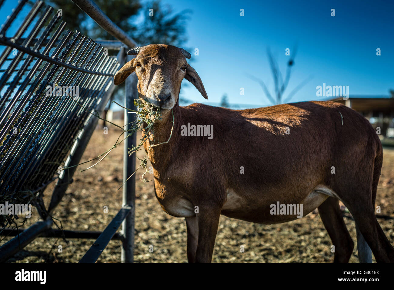 Neudamm hi-res stock photography and images - Alamy