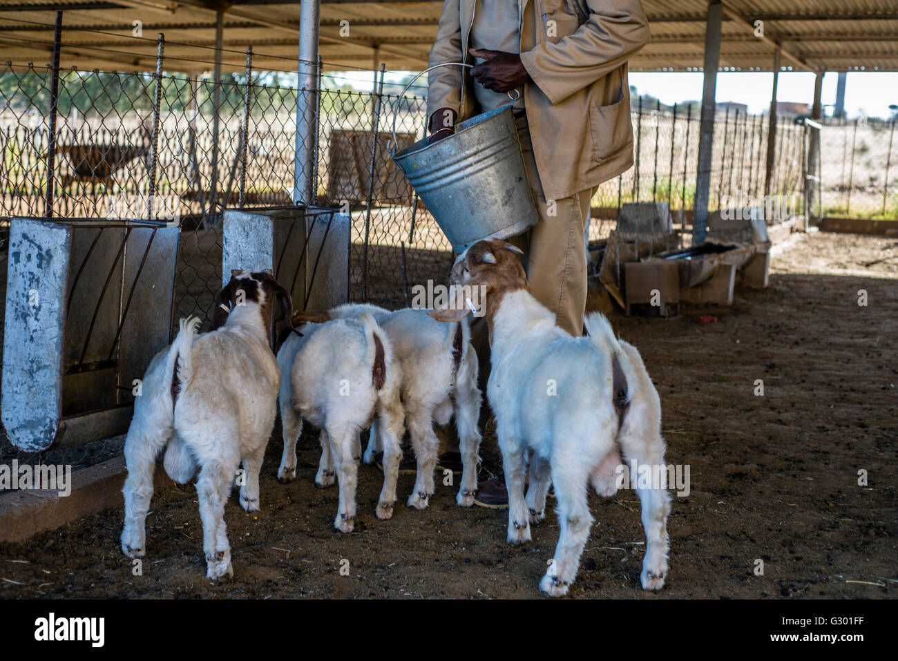 Feeding goats in the Neudamm farm, Namibia Stock Photo - Alamy