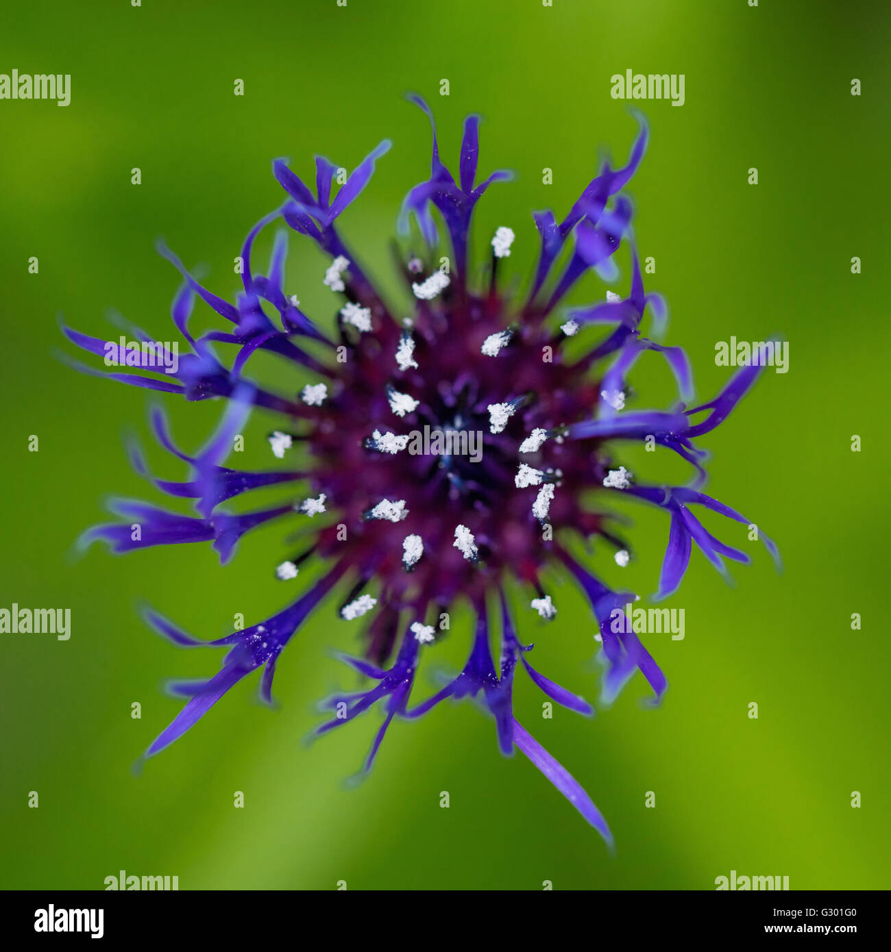 Bachelors button flower hi-res stock photography and images - Alamy