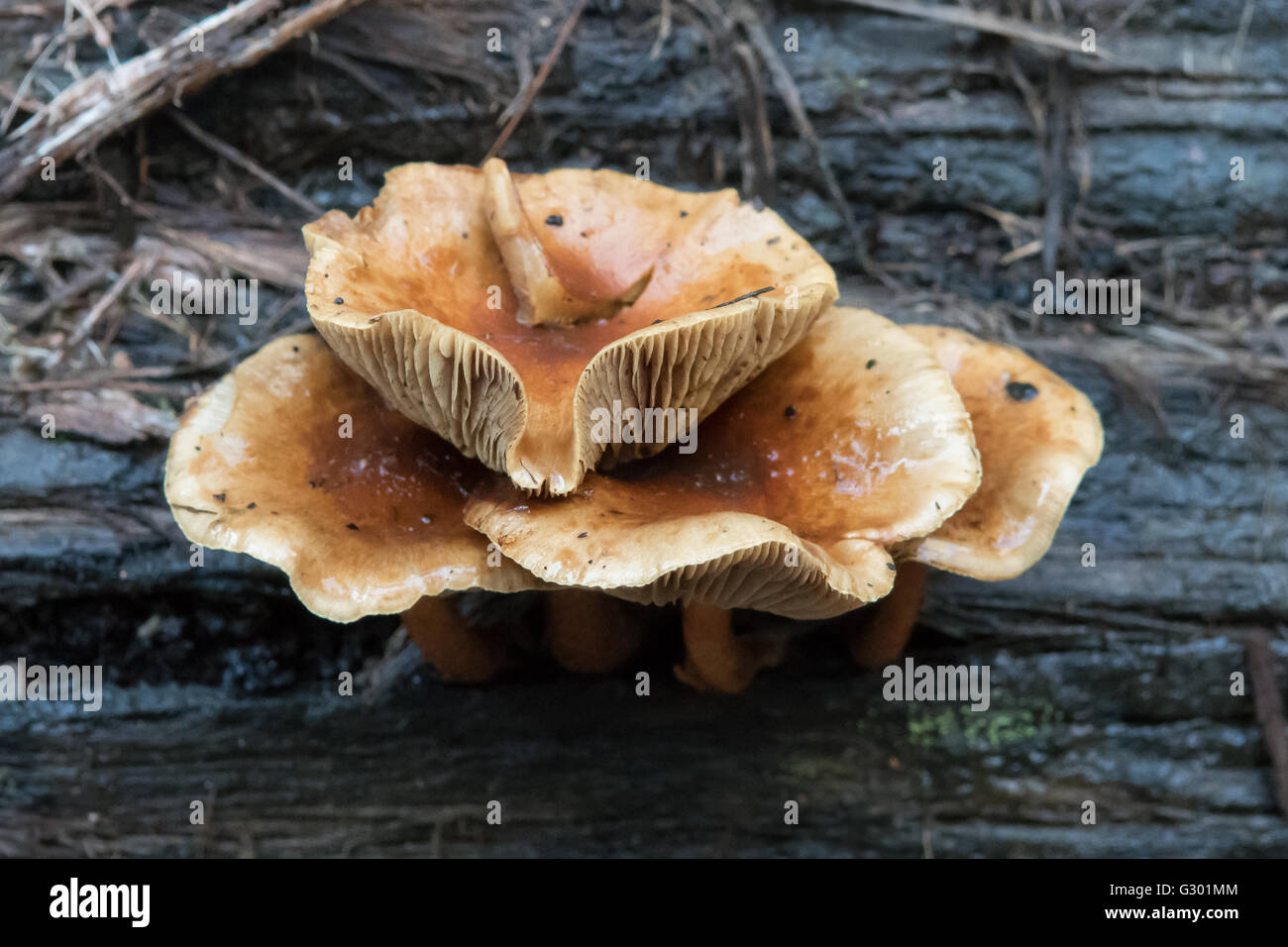 Omphalotus nidiformis, Ghost Fungus in Kinglake NP, Victoria, Australia ...