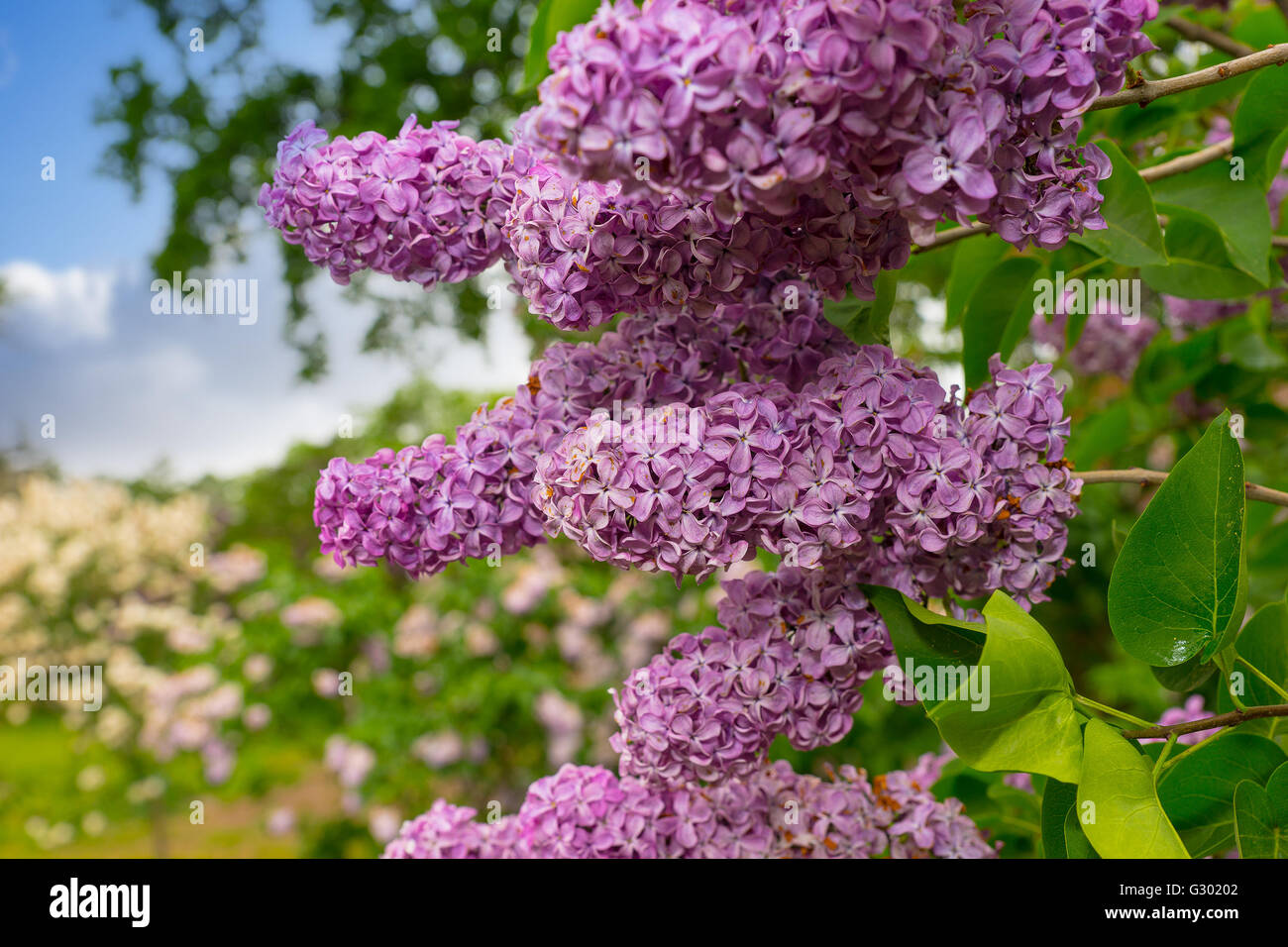 Close up of a branch with lilac flowers in the forest Stock Photo - Alamy
