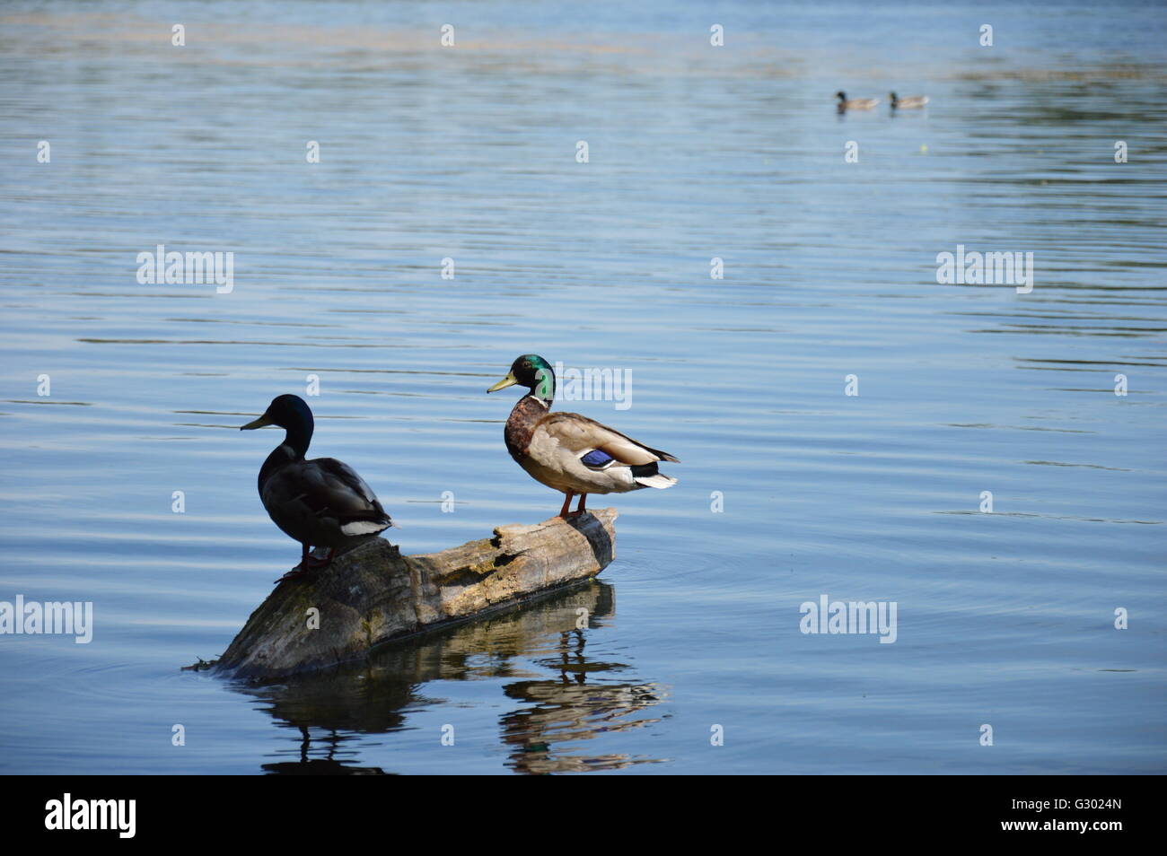 Seating bird hi-res stock photography and images - Alamy