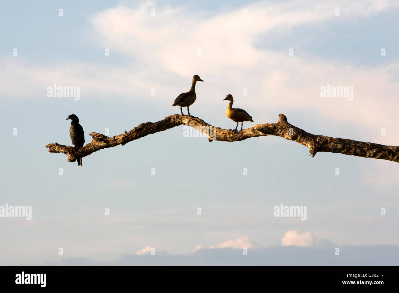 Sri Lanka, wildlife, Yala National Park, ducks and cormorant roosting ...
