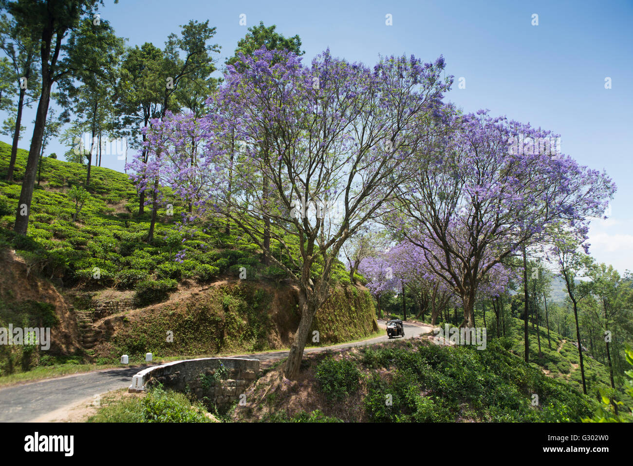 Sri Lanka, Ella, flowering Jacaranda trees on rural road passing ...