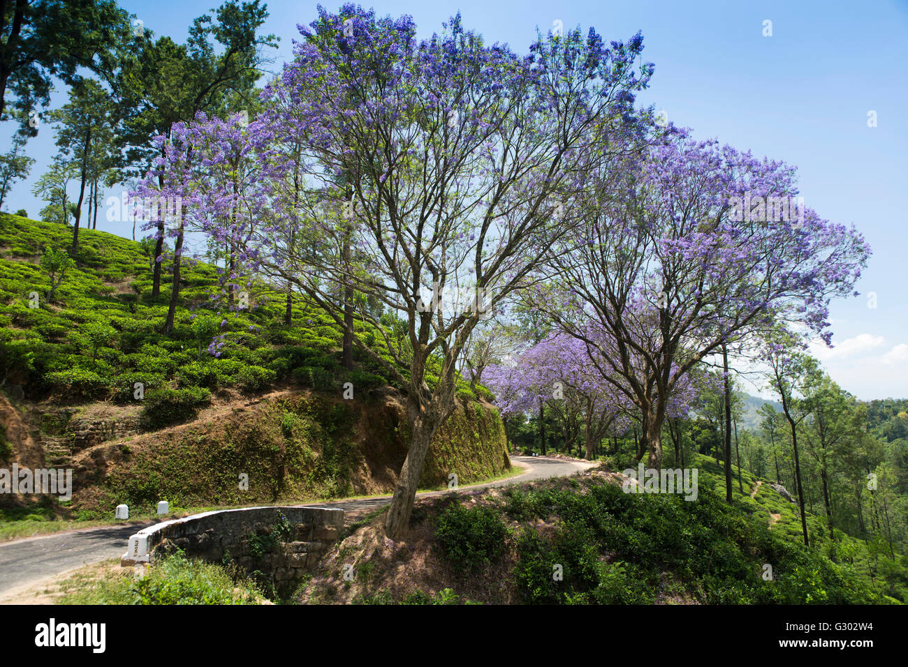 Sri Lanka, Ella, flowering Jacaranda tree on rural road passing through ...